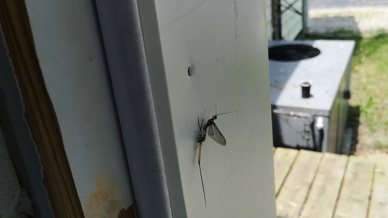 Fishfly/June bug shedding its skin! - YouTube