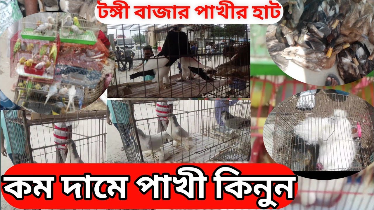 টঙ্গী পাখীর হাট। কম দামে পাখী কিনুন টঙ্গী বাজার থেকে।tongi bird market.bd pets market. - YouTube