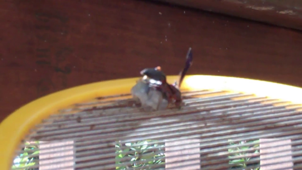 Exterminating a Wasp & Carpenter Bee - YouTube