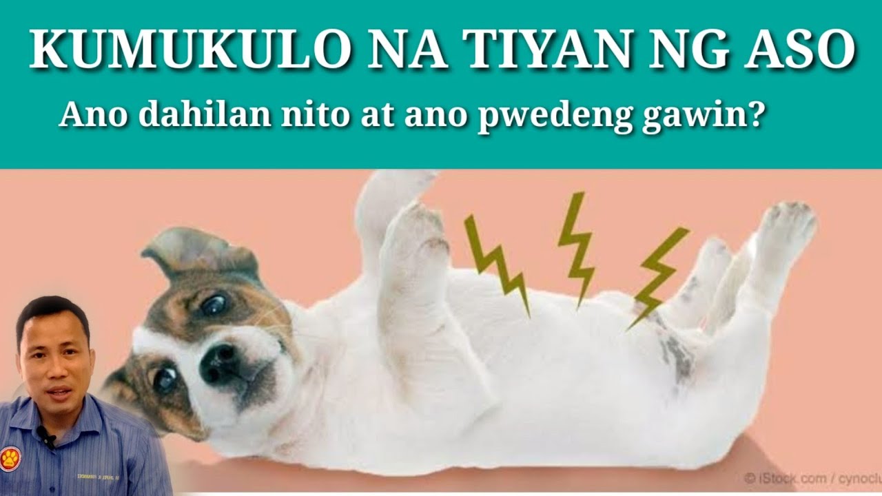 KUMUKULO NA TIYAN NG ASO O KABAG : Ano dahilan nito at ano pwedeng ...