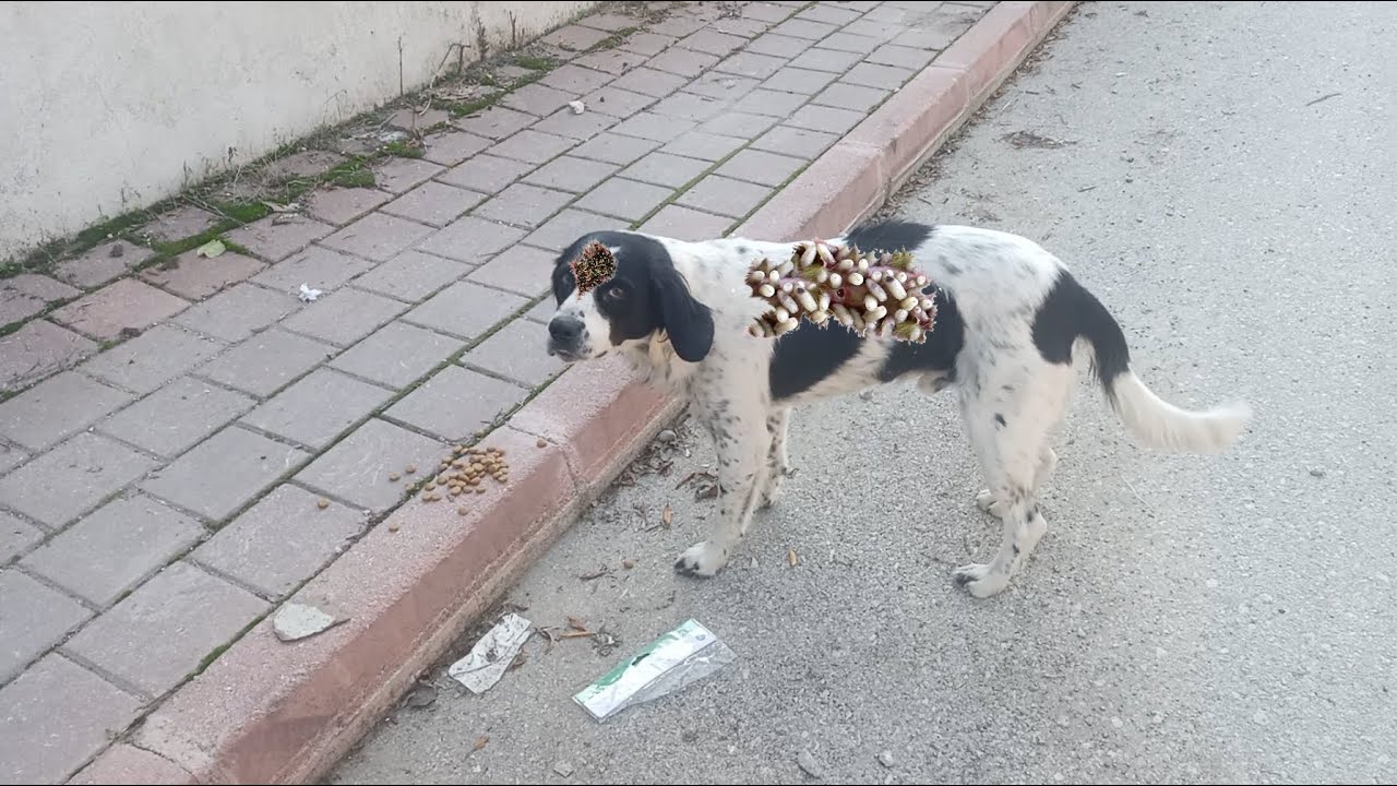 Removing Monster Mango worms From Helpless Dog! Animal Rescue Video ...
