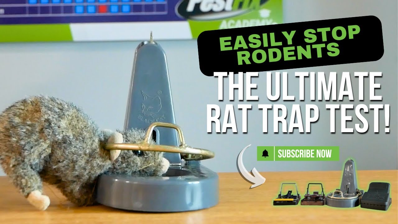 Best Rat Trap? We Tested 4 Popular Snap Traps Head-to-Head - YouTube