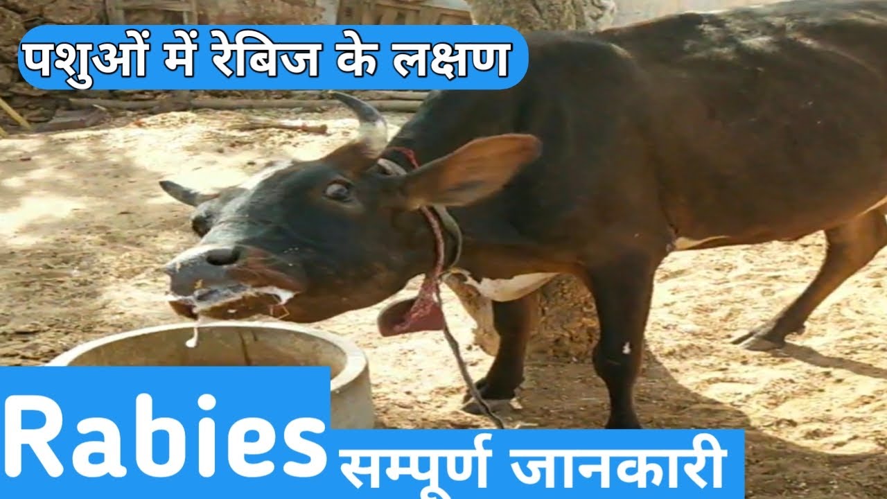 Rabies symptoms in cow !! गाय रेबीज के लक्षण!! - YouTube
