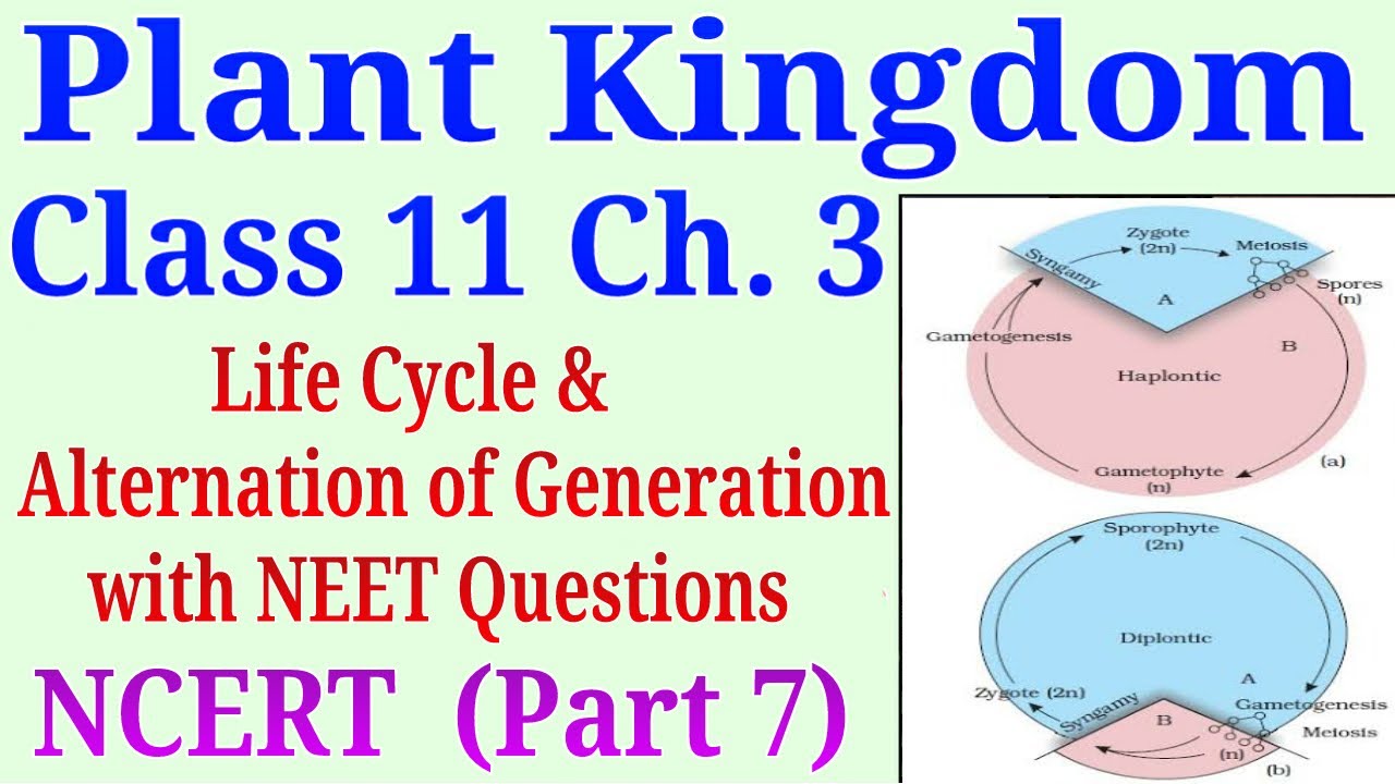 Plant kingdom class 11 ncert Life cycle with neet questions part 7 ...