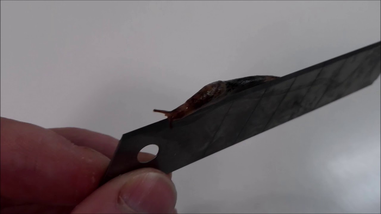 SNAIL on razor`s edge - OLFA knife - YouTube