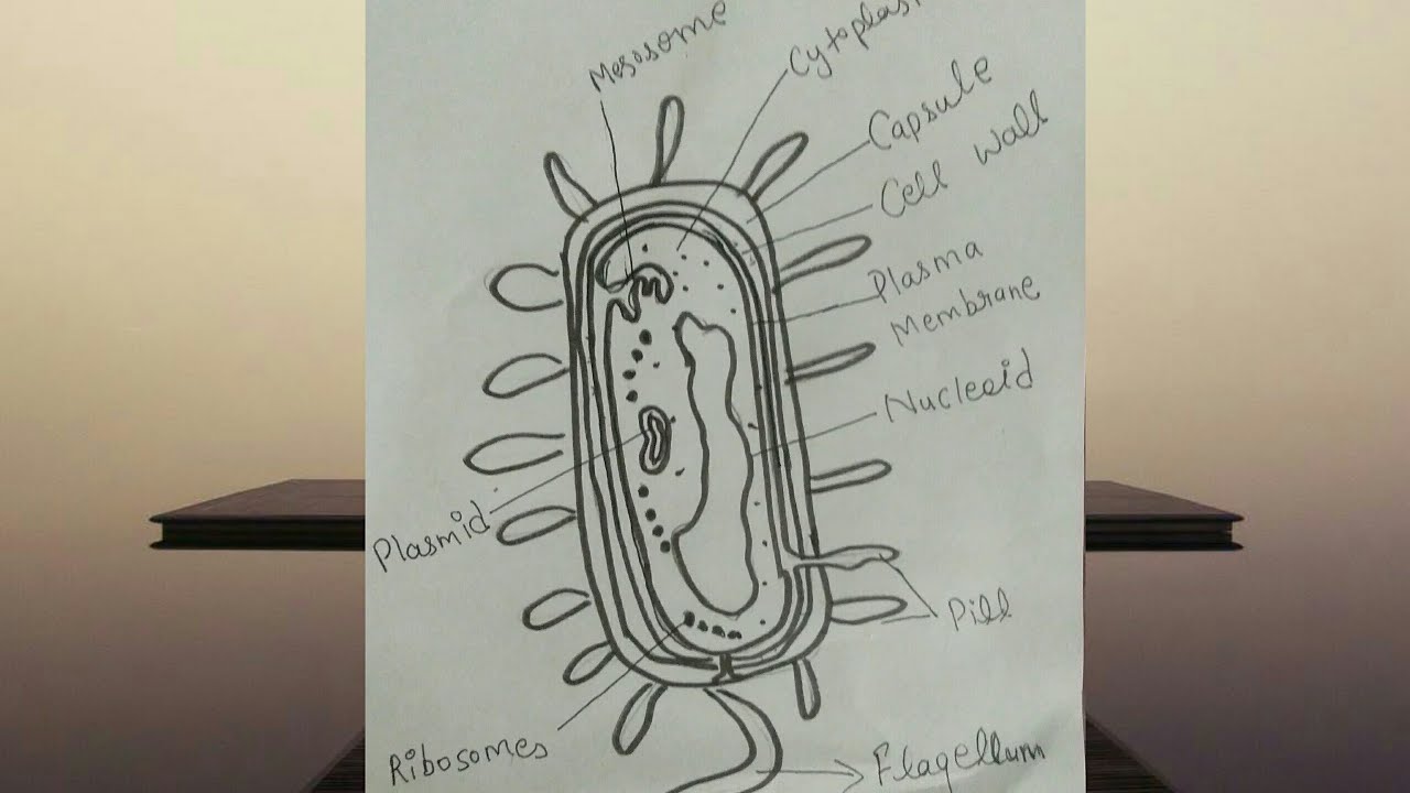 How to draw Bacterial Cell diagram with labelling ll Find the new art ...