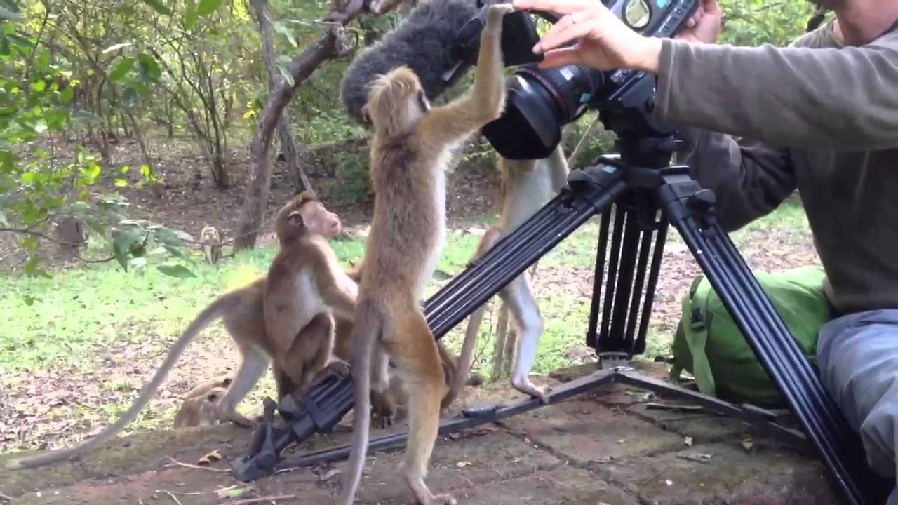 Cameraman mugged by monkeys - YouTube