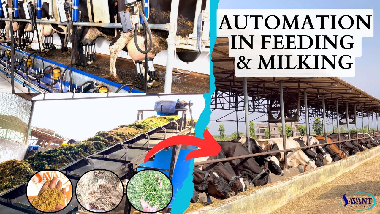 Manual to Automated: Milking & Feeding at 1000 Cow Dairy Farm | SAVANT ...