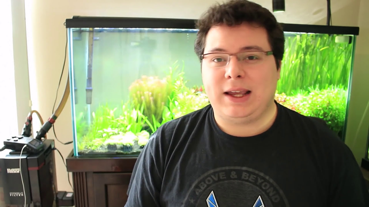 Dwarf Baby Tears - YouTube