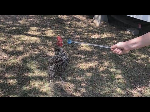 How to target train your chickens! - YouTube
