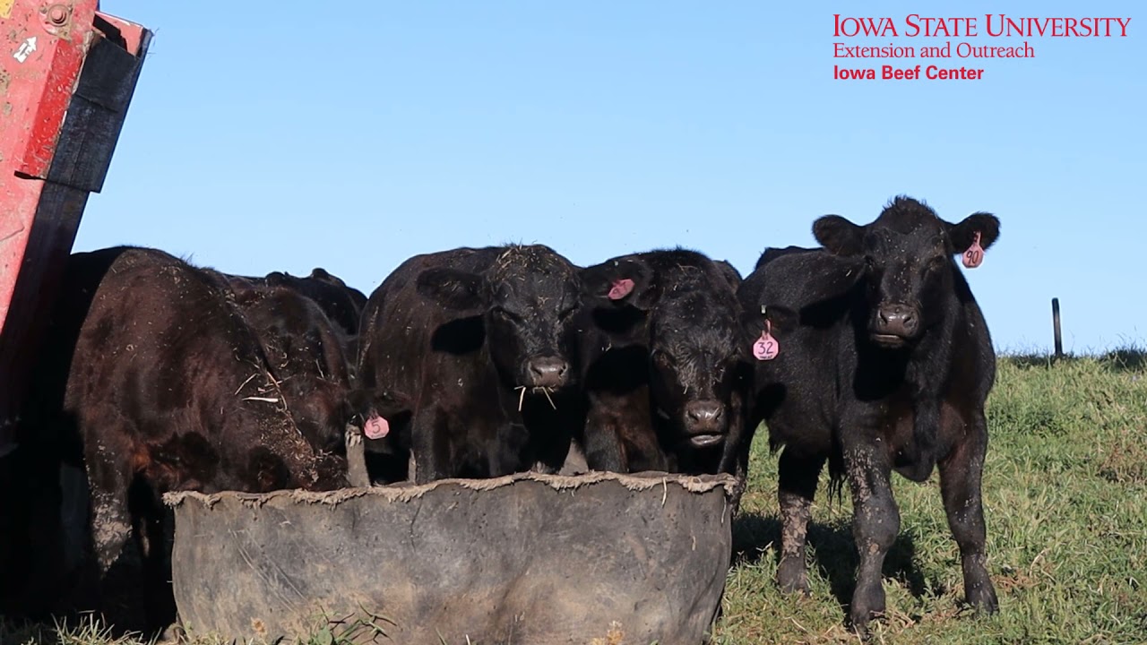 Cow Tip Tuesday Starting Weaned Calves on Feed - YouTube