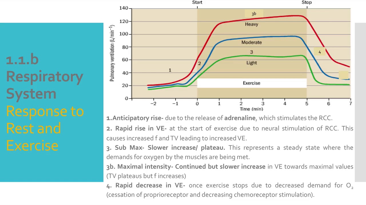 Respiratory Tutorial - YouTube