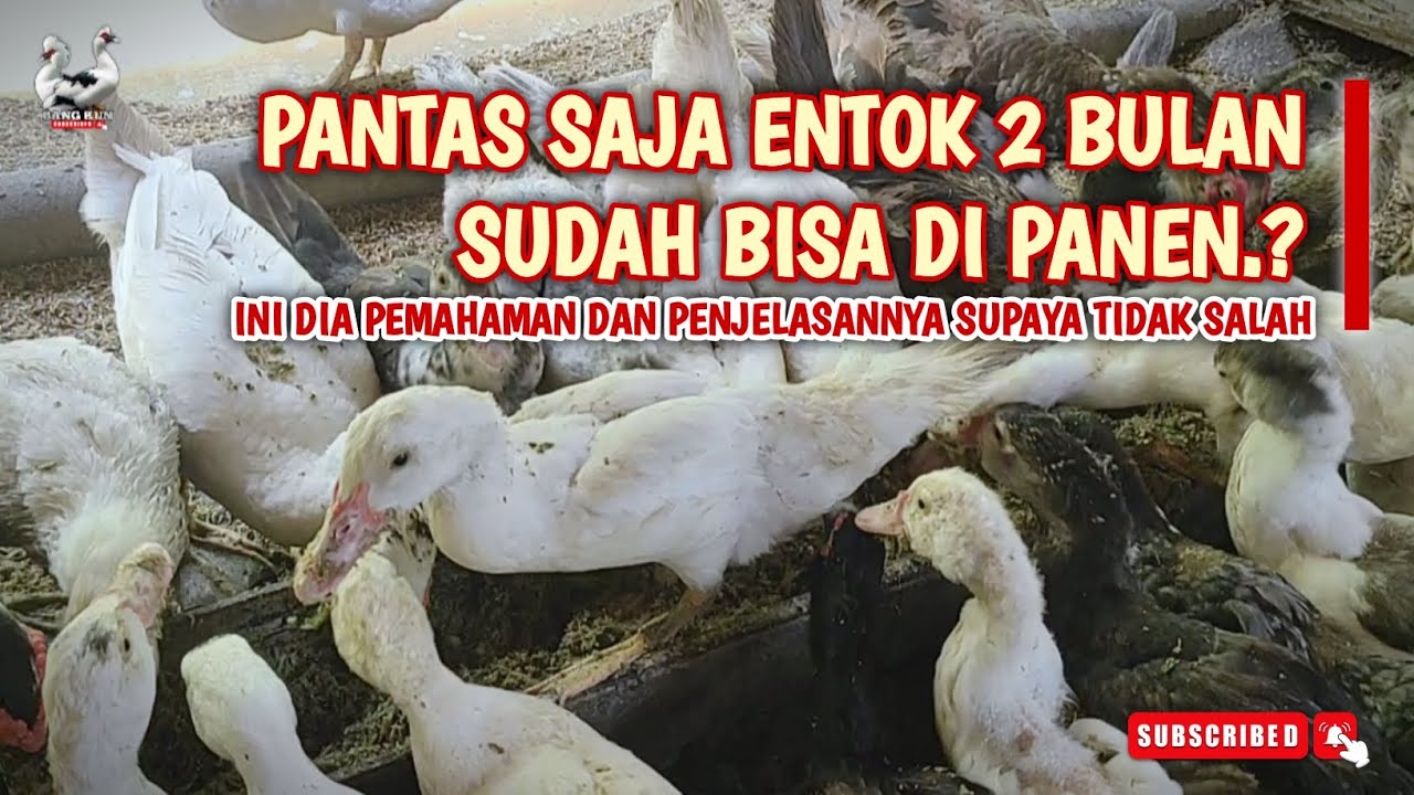 ENTOK USIA 2 BULAN SUDAH BISA PANEN INI DIA PENJELASANNYA || CARA ...