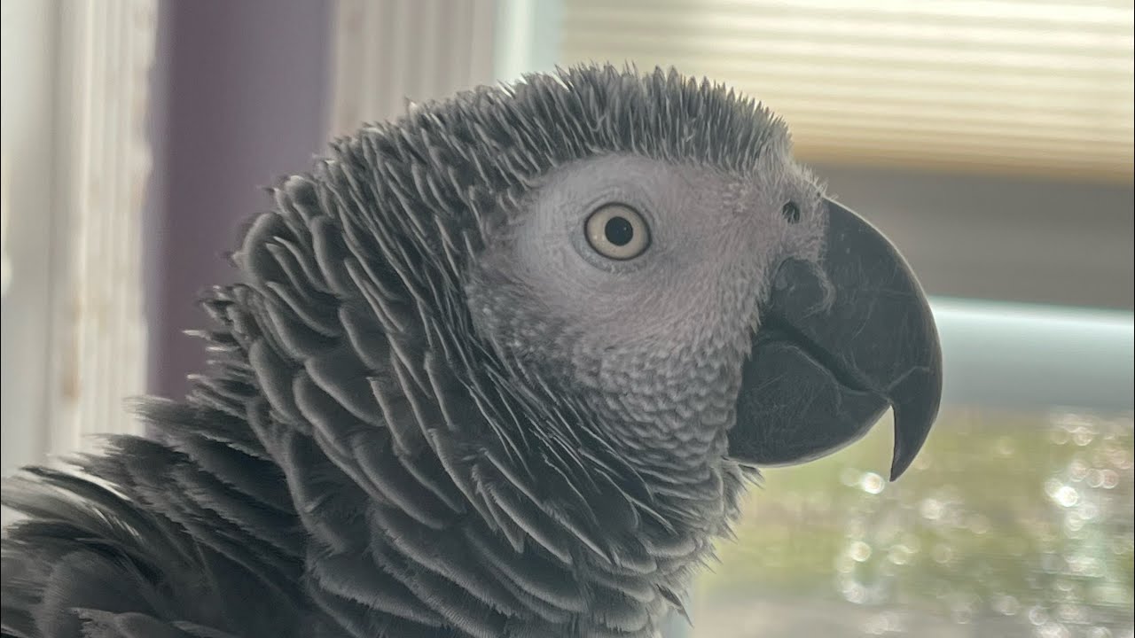 Symon the African Grey Talking Parrot practicing her words and sounds🦜# ...