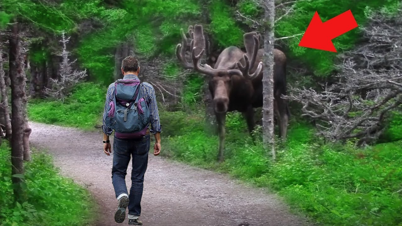 Man Releases Moose Into the Wild, and She Returns Months Later with a ...