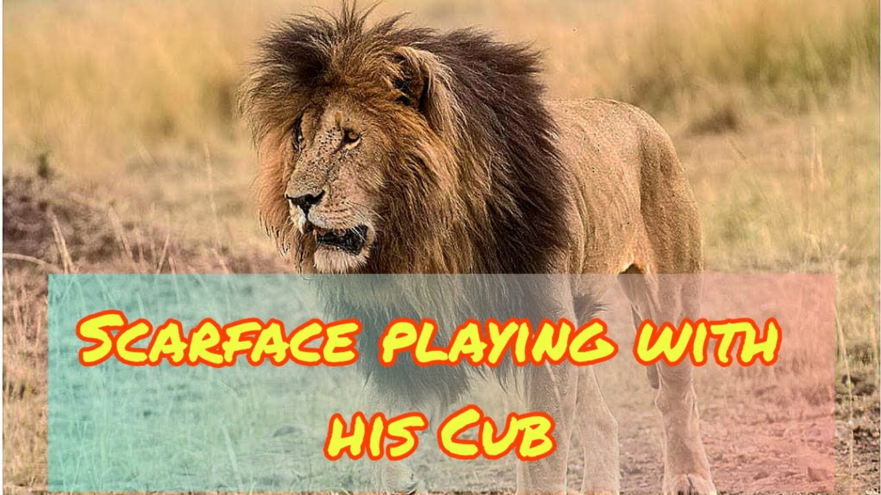An Old Video of Scarface Playing With His Adorable Cub.. - YouTube