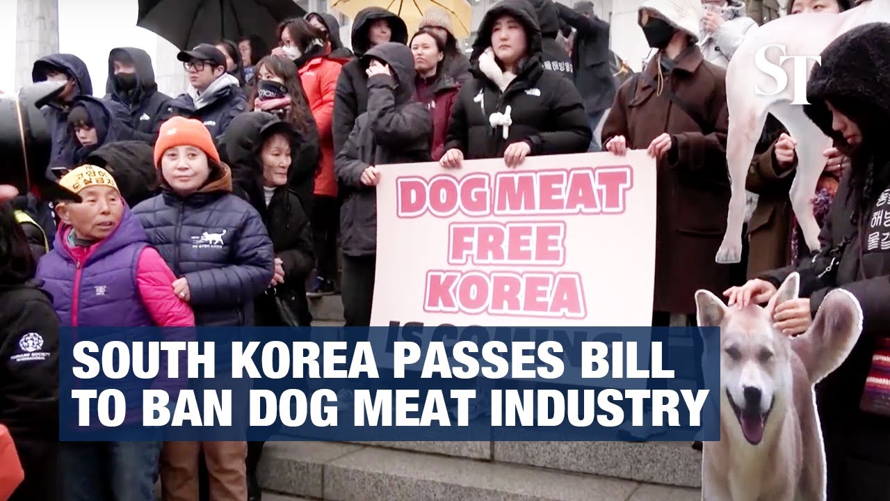 South Korea passes bill to ban dog meat industry - YouTube