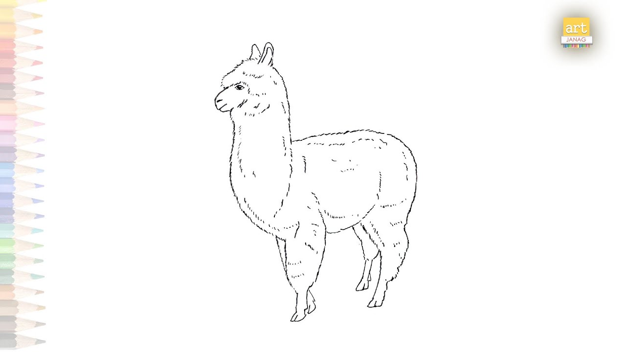 Alpaca drawings video | Alpaca animal outline drawings | How to draw ...