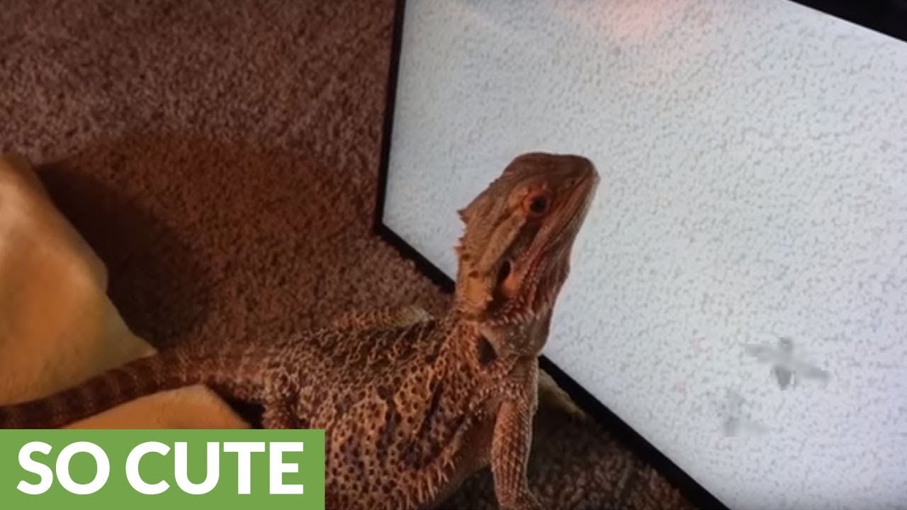 Lizard practices hunting skills on computer screen - YouTube