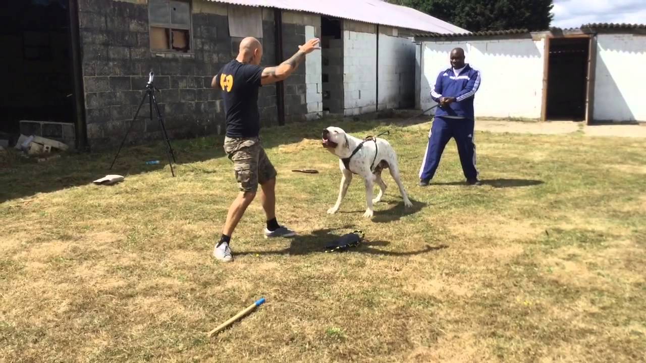 Ice Ice baby Bully Kutta personal protection - YouTube