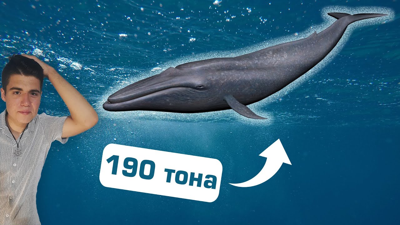 НАЙ-ГОЛЯМОТО ЖИВОТНО живяло някога на ЗЕМЯТА - Синият кит - YouTube