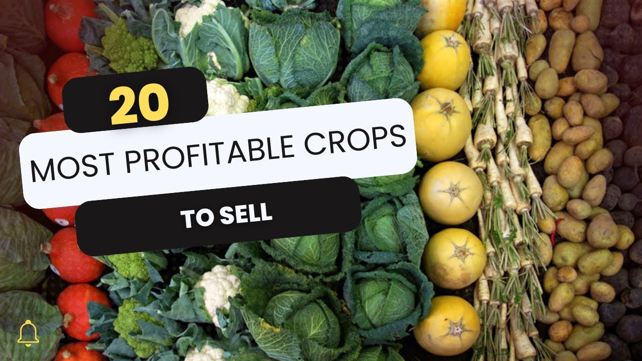 Most Profitable Crops To Grow & Sell (2024) - YouTube