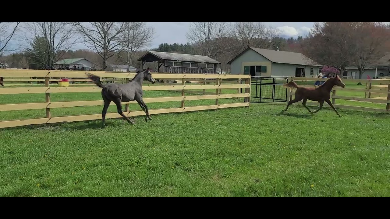 Aqib DRK Yearling Grey Colt & Paris Aljassimya Yearling Chestnut Fillie ...