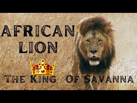 African Lion: The King Of Savanna| WithSrbh| Amazing Facts|
