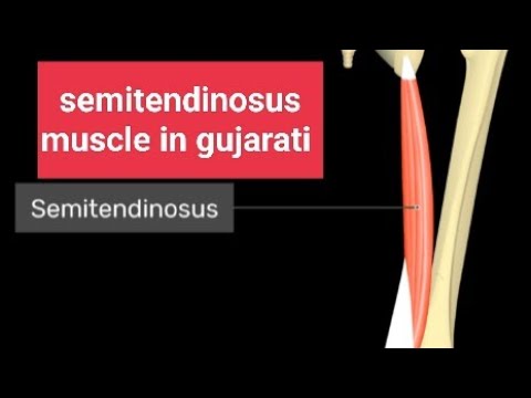 semitendinosus muscle - YouTube