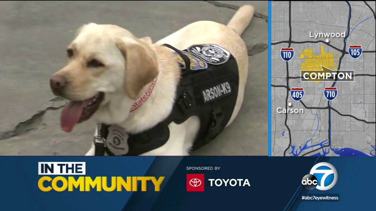 Meet Brownie, the new arson-sniffing dog for the Compton Fire ...