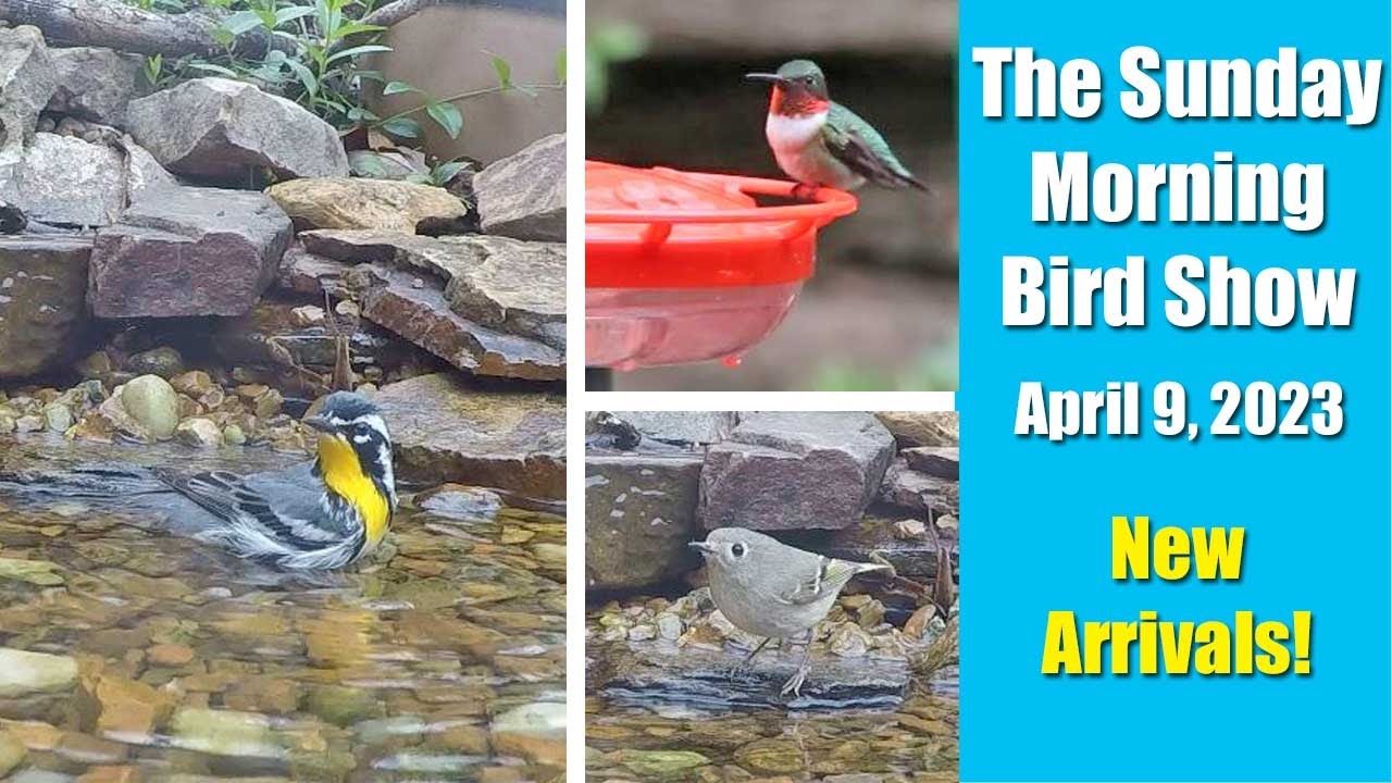 Spring Birds Are Arriving! First Hummingbird of the Season | April 9 ...