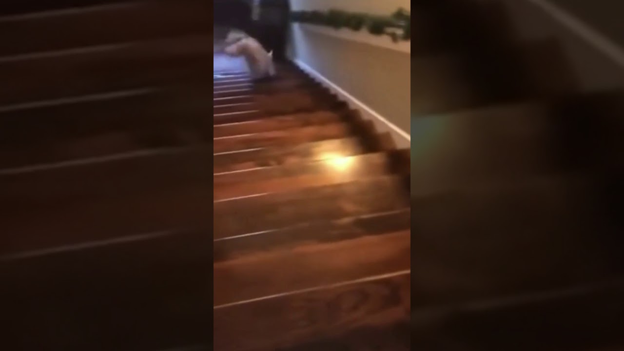 1 Hour Of A Dog Falling Down Stairs - YouTube