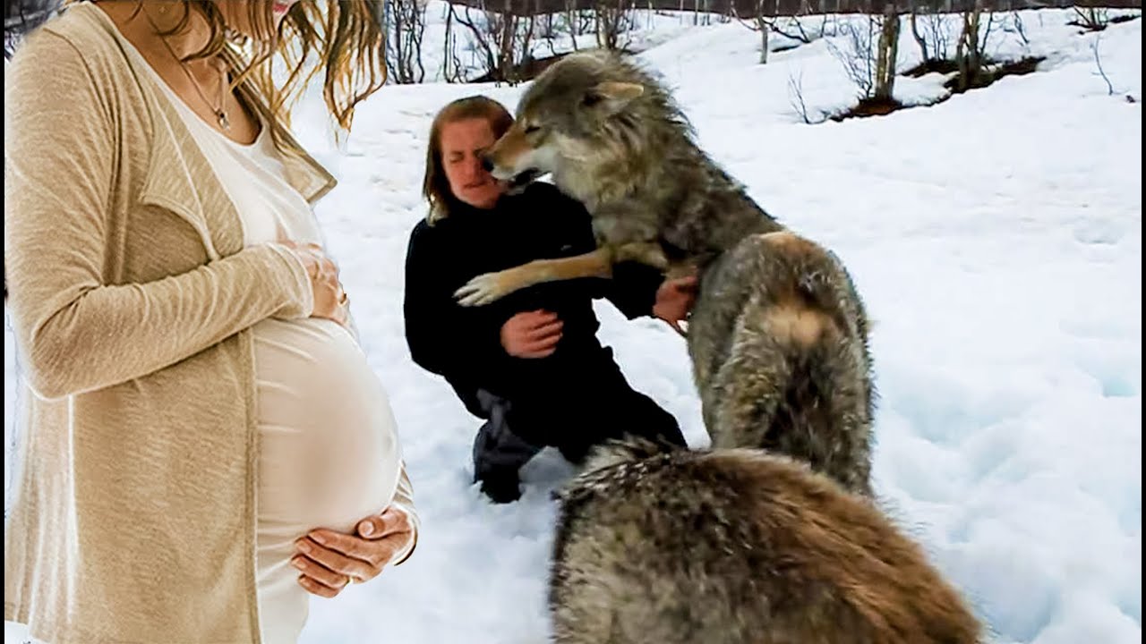 The wolves sensed a GREAT DANGER in this woman and followed her to do ...