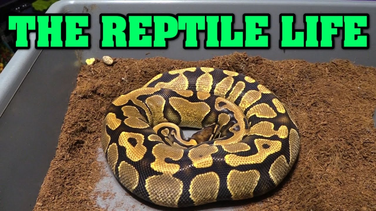 A day in the life of a Reptile Breeder! What is my day like as a HOBBY BALL PYTHON BREEDER ...