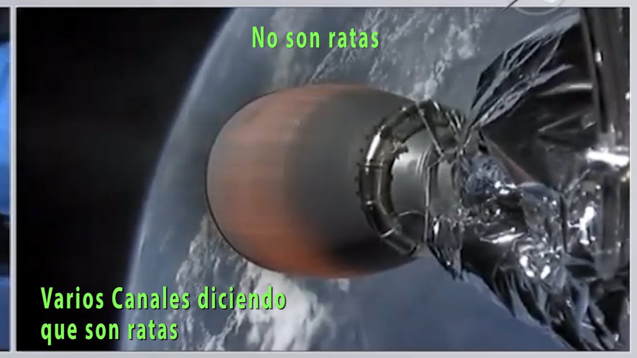 Libertalya te equivocaste - NO SON RATAS / THEY ARE NOT RATS - YouTube