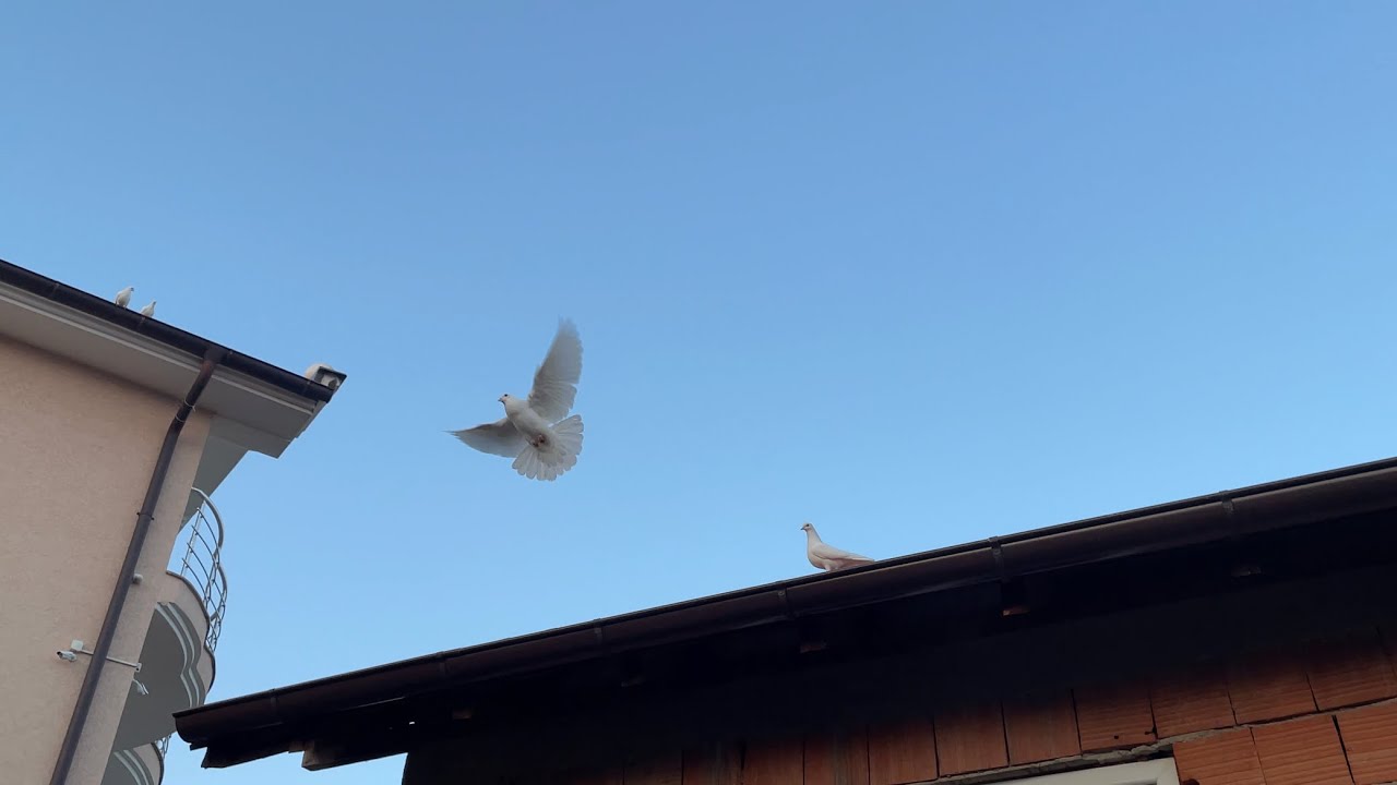 Tipplers pigeons waiting to come down from training with Droppers - YouTube