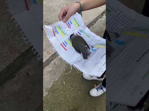 Bir okul günüm daha böyle geçti…ne kuşlar ölsün ne çocuklar üzülsün…