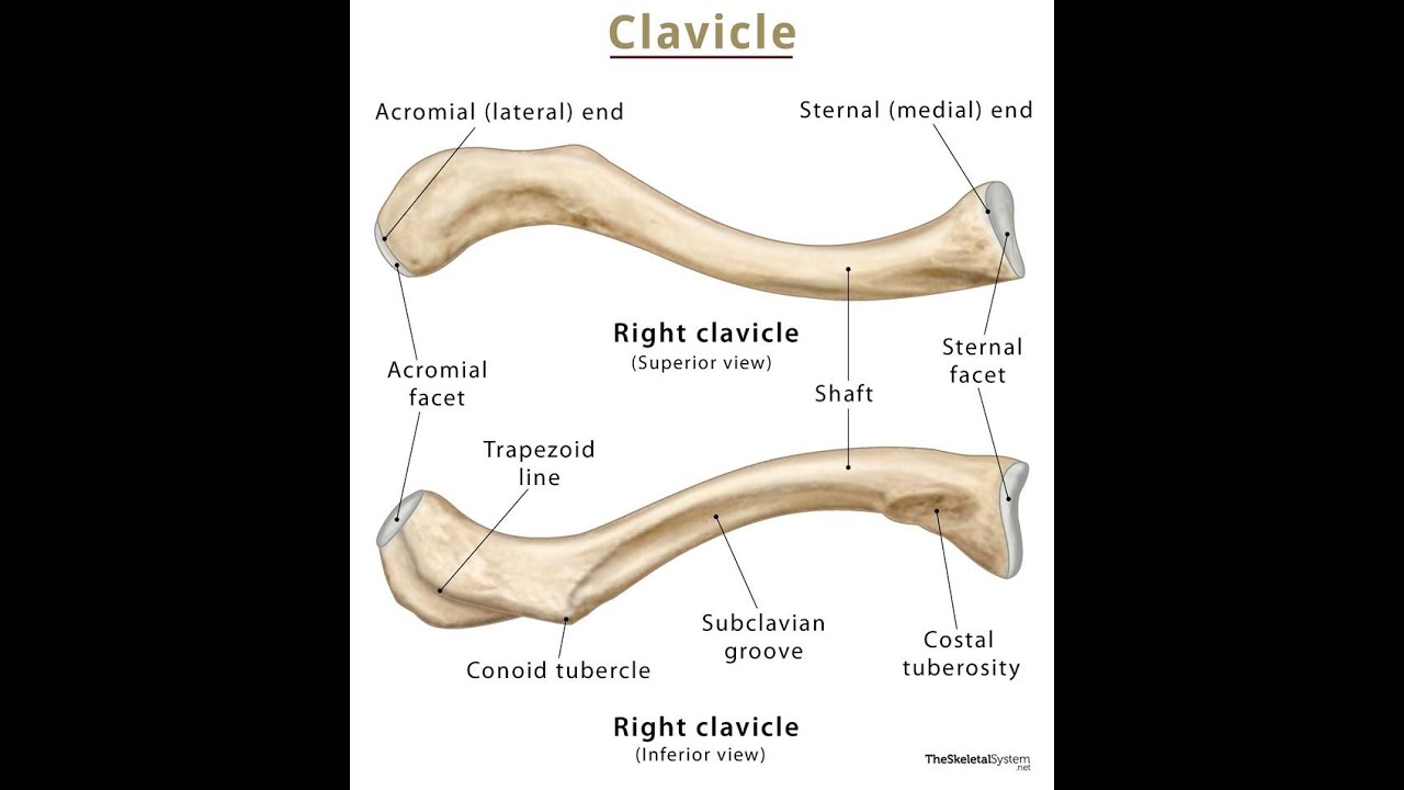 Clavicle Labeled Clavicle – Easy Anatomy 3D