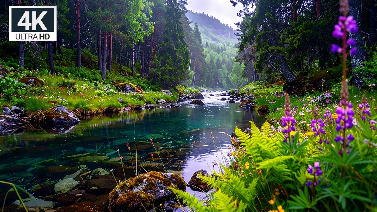 Peaceful Forest Ambience 🌿 River Stream & Morning Birdsong: Nature ...