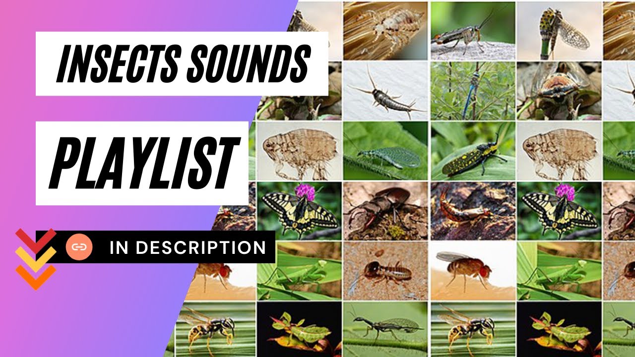 Insect Sounds Playlist - top insect sound | | insects - YouTube