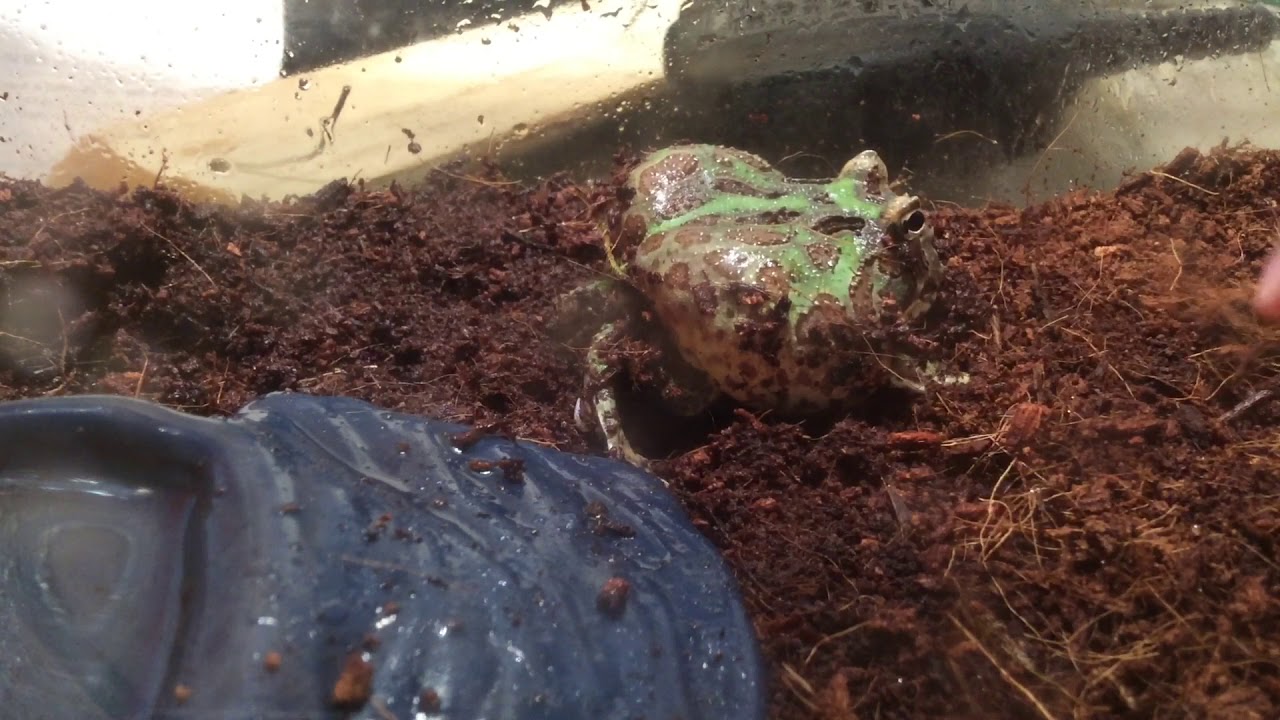 Angry Pac-Man frog barking - YouTube