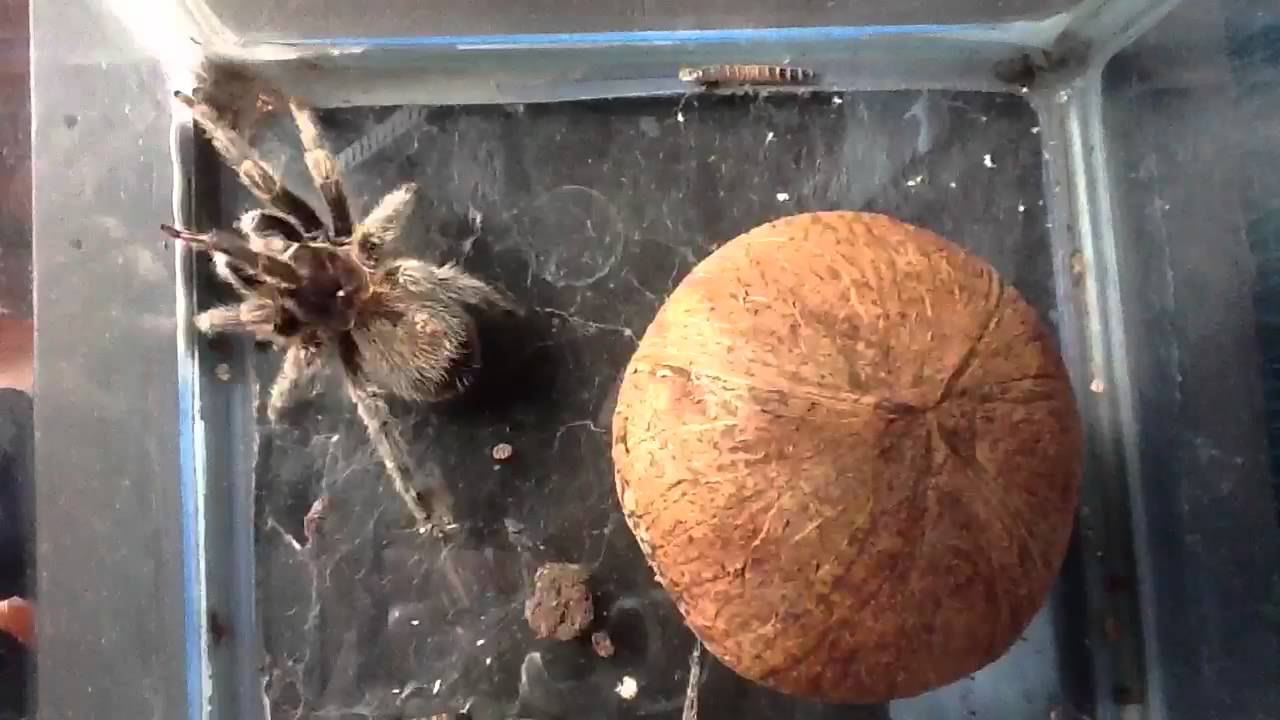 ¿Como y que come una Tarantula? - YouTube