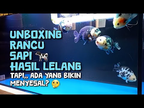 SEDIKIT MENYESAL! Unboxing Rancu Sapi Hasil Lelang - Karantina Ikan ...