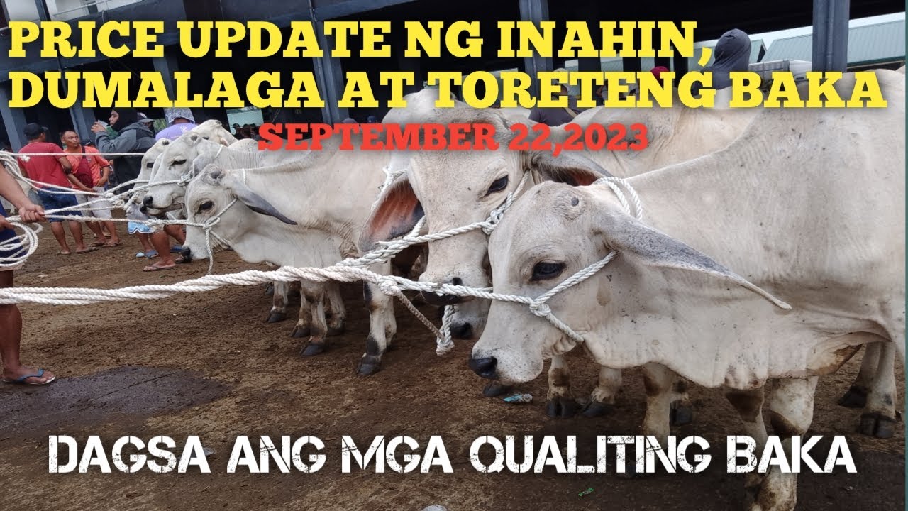 Mga Bakang Quality dumalaga inahin at Torete...Dagsa sa Padre Garcia ...