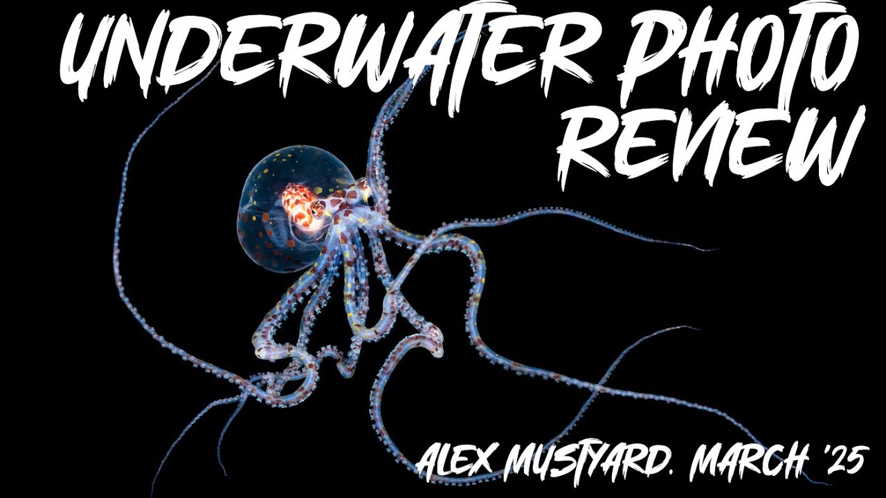 ALEX MUSTARD – UNDERWATER PHOTOGRAPHY