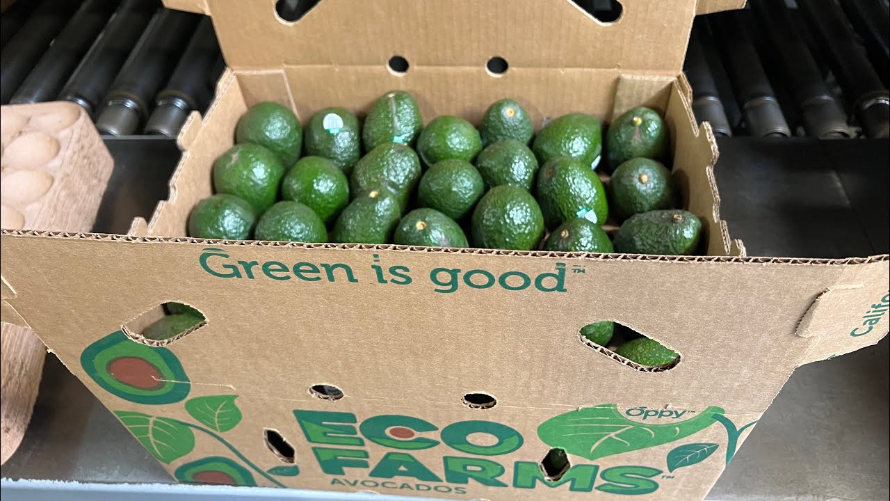 Automated avocado 🥑 packing house @packlinetech @tomra # ...