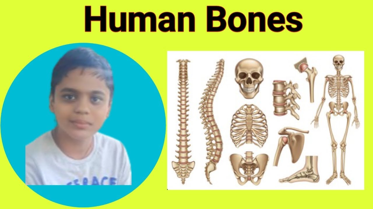 Human bones🩻 Names of Human body bones//How many bones in human body ...