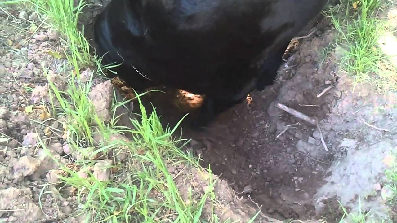 Black Lab Digging Deep Hole - YouTube