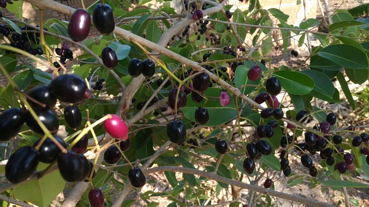 LIHATLAH JUWET DI POHON INI, Sangat banyak - YouTube