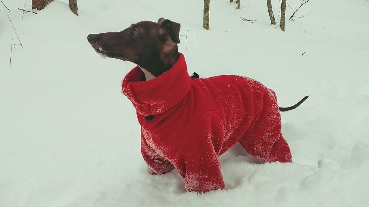 Italian Greyhound In Deep Snow - YouTube